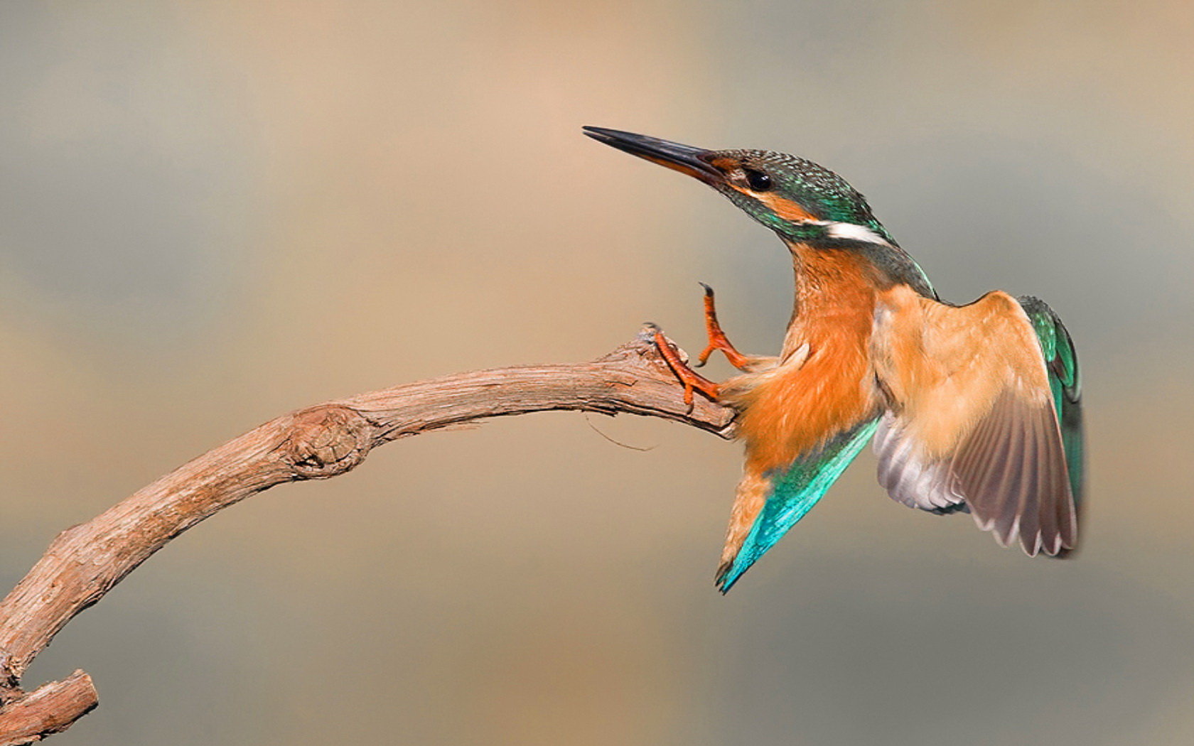 Bird Landing On A Branch (#1542732) - HD Wallpaper & Backgrounds Download