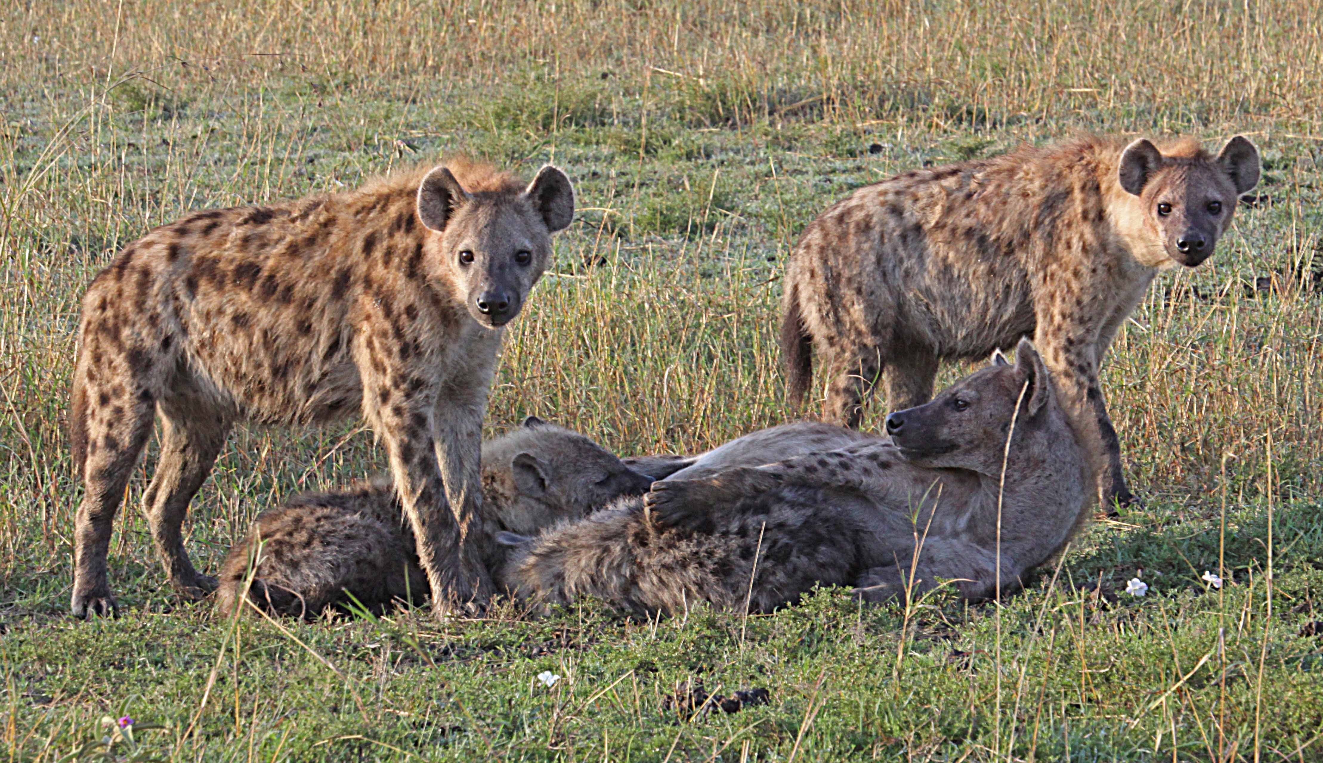 High Resolution African Hyena (#1567434) - HD Wallpaper & Backgrounds ...