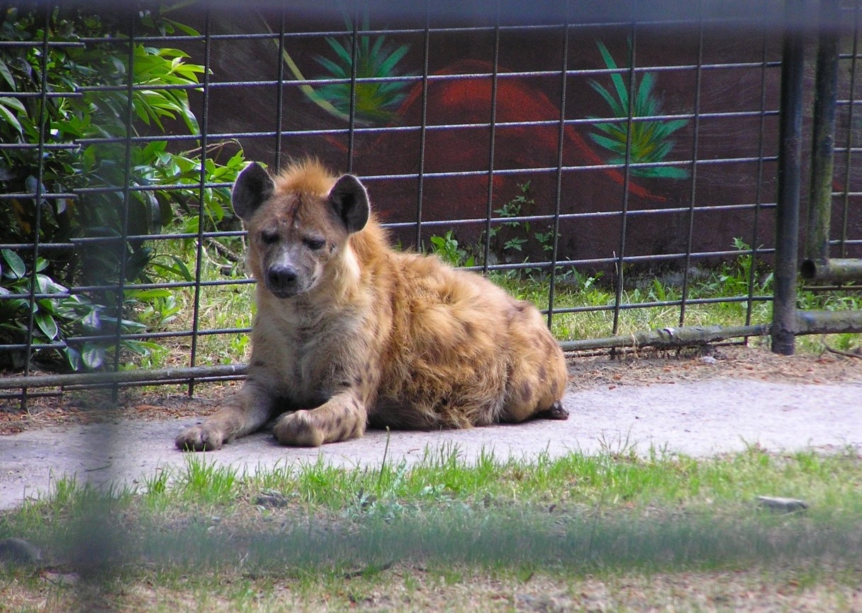 Download Spotted Hyena On Itl.cat