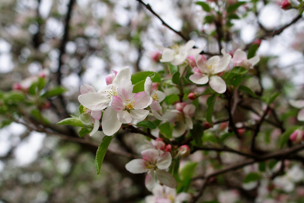 Images Are Very High Definition - Spring Blooming Apple Tree (#1570547 ...