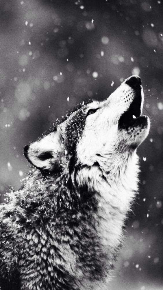 Zedge - Net Wallpaper - Wolf Howling In Snow (#164418) - HD Wallpaper ...