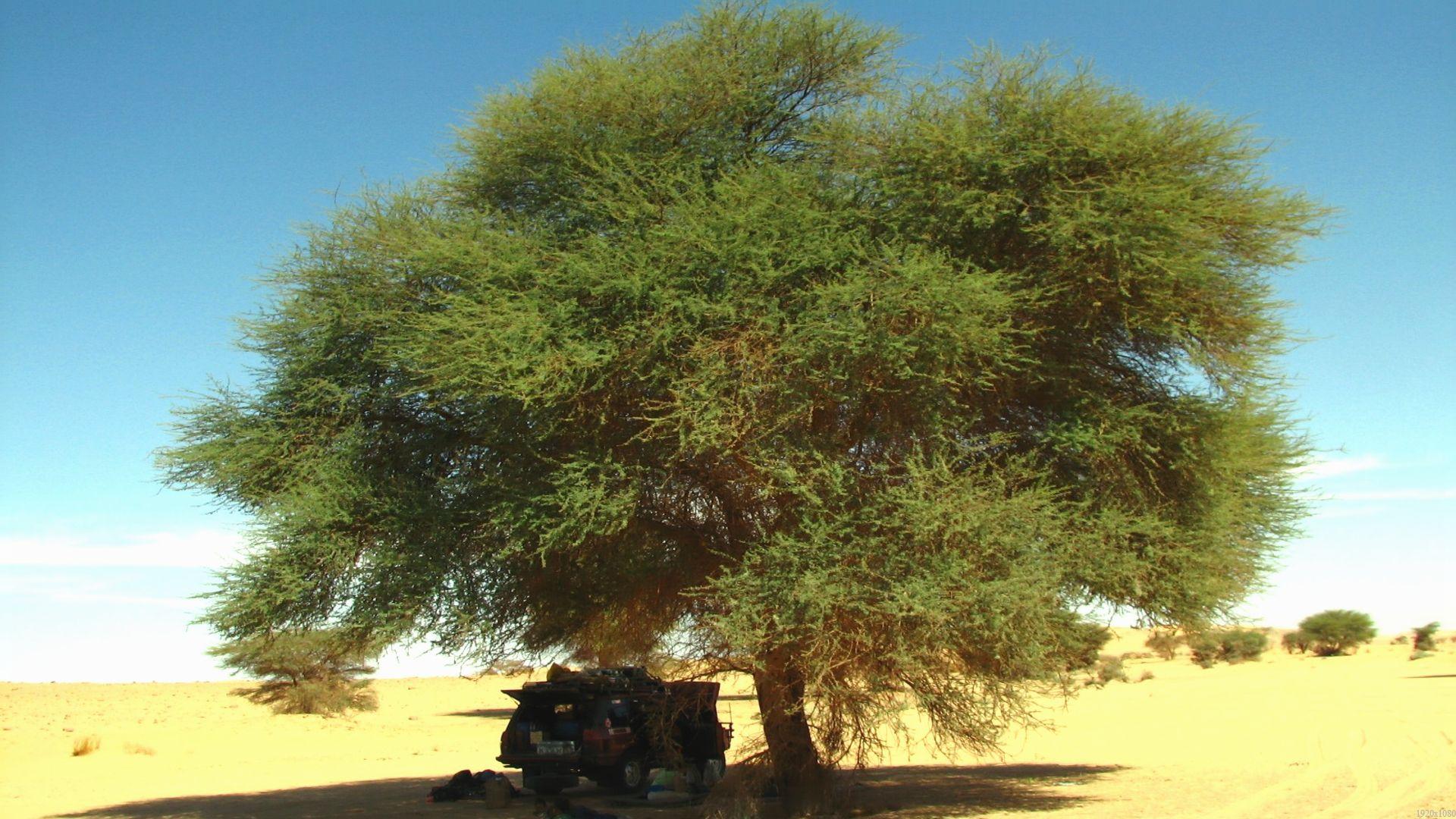 Wallpaper Fleur Plante Hd Acacia - Arbol En El Desierto (#1609181) - HD ...