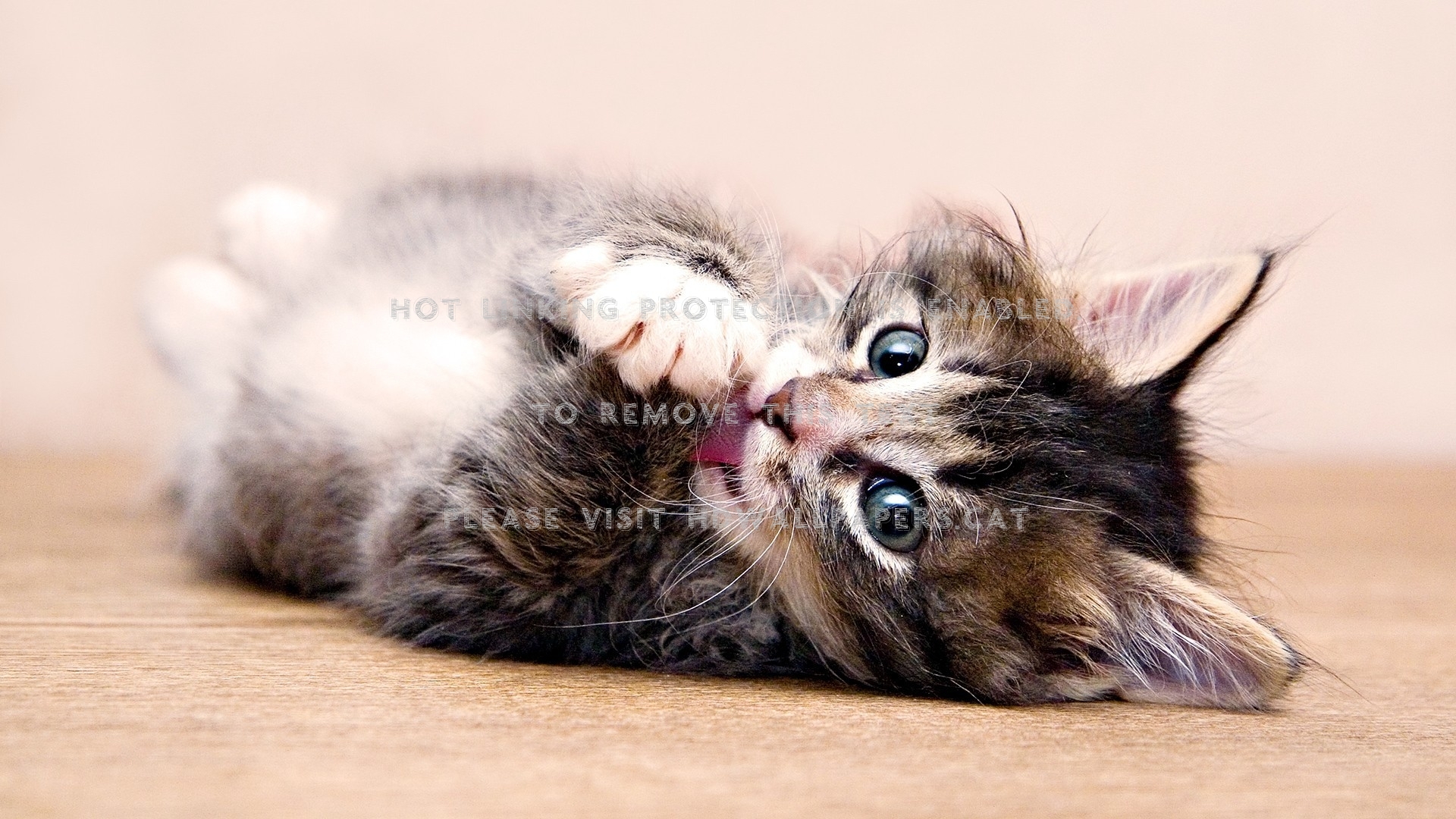 Real Cat Pictures Cute (#1634858) - HD Wallpaper & Backgrounds Download