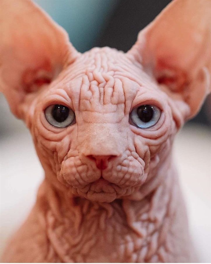 Sphynx Cat Face Makes Me Melt - Donskoy (#1634916) - HD Wallpaper ...