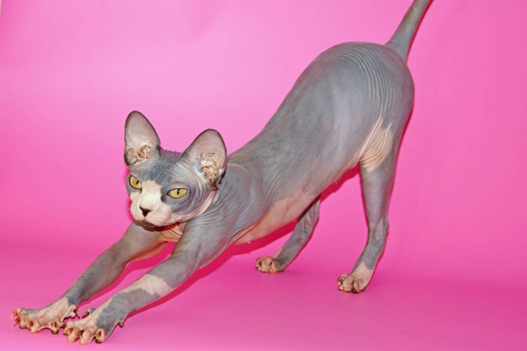 Sphynx Cat Wallpapers - Rex Cat (#1634958) - HD Wallpaper & Backgrounds ...