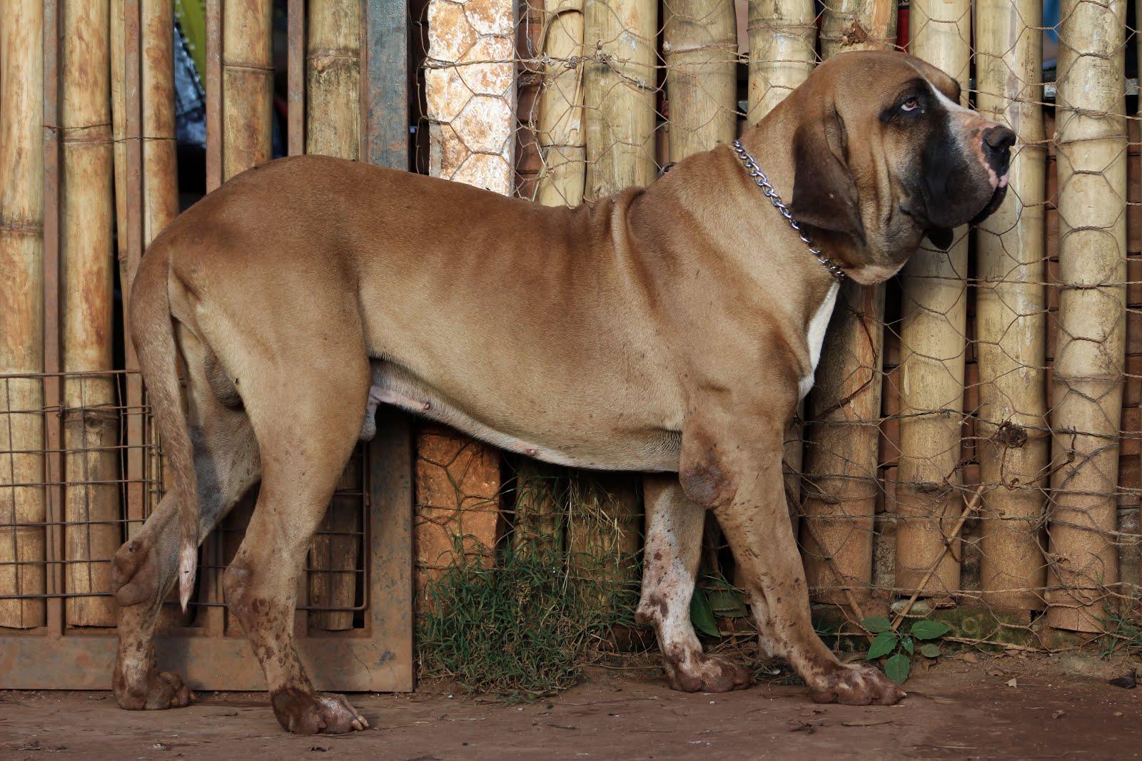 Fila Brasileiro Hd Wallpaper - Fila Brasileiro Full Hd (#1640195) - HD ...