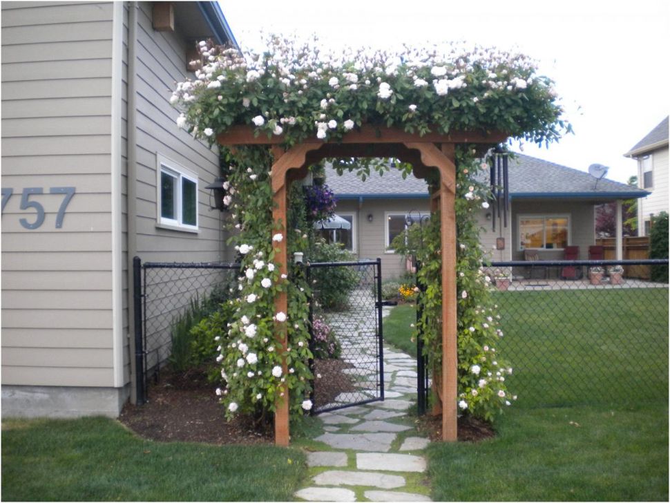 Download Patio 48 Unique Privacy Trees For Backyard Ideas Hd - Backyard ...