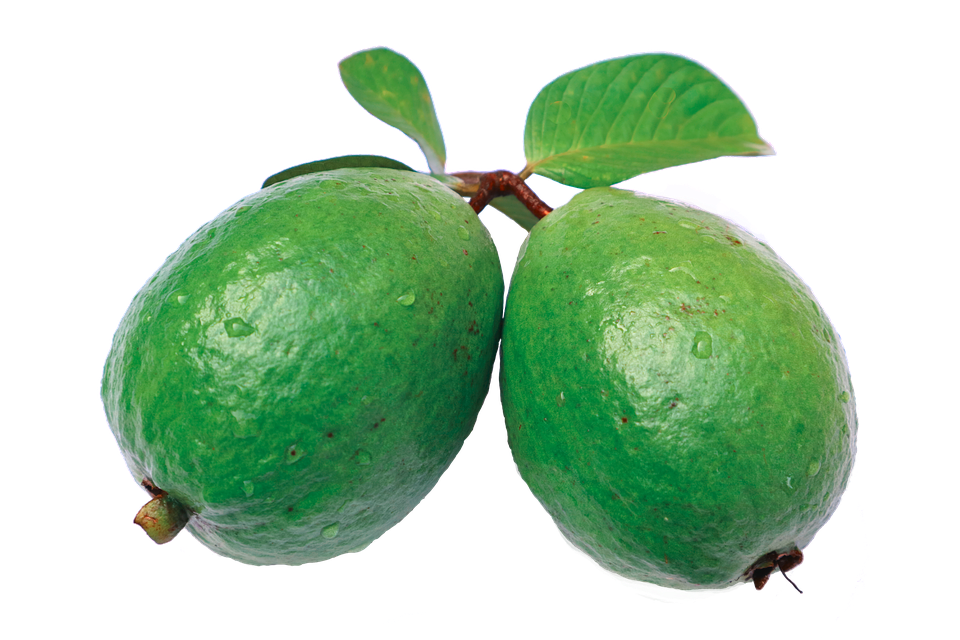Jambu, Guava, Leaf, Green, Guava Png - Guava Png (#1666563) - HD ...