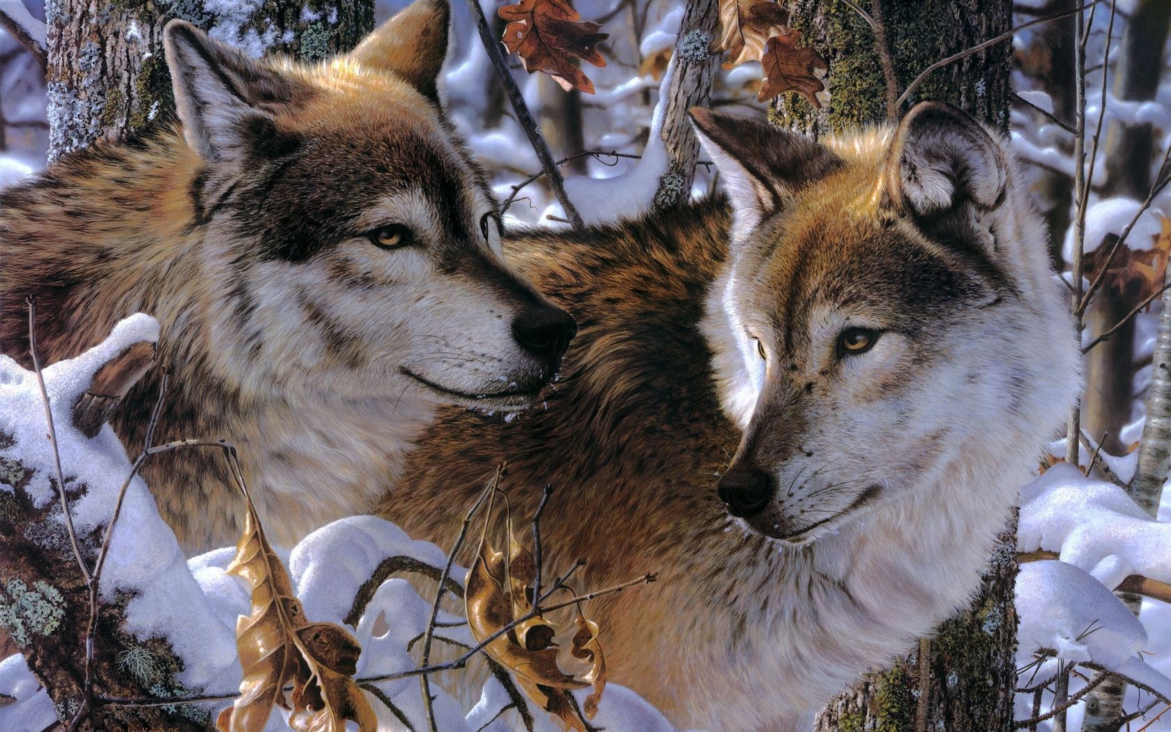 Wallpaper Wolves, Couple, Predators, Loyalty, Affection - Wolf Couple ...