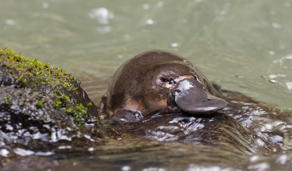 Monitoring Platypus Movements In Tasmania - Duck Billed Platypus ...