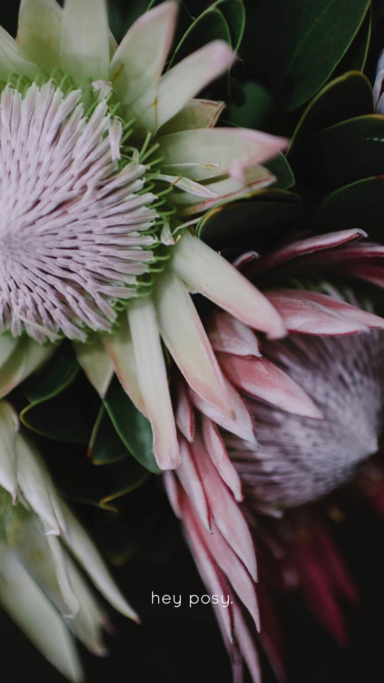 Wallpaper - Giant Protea (#1753791) - HD Wallpaper & Backgrounds Download