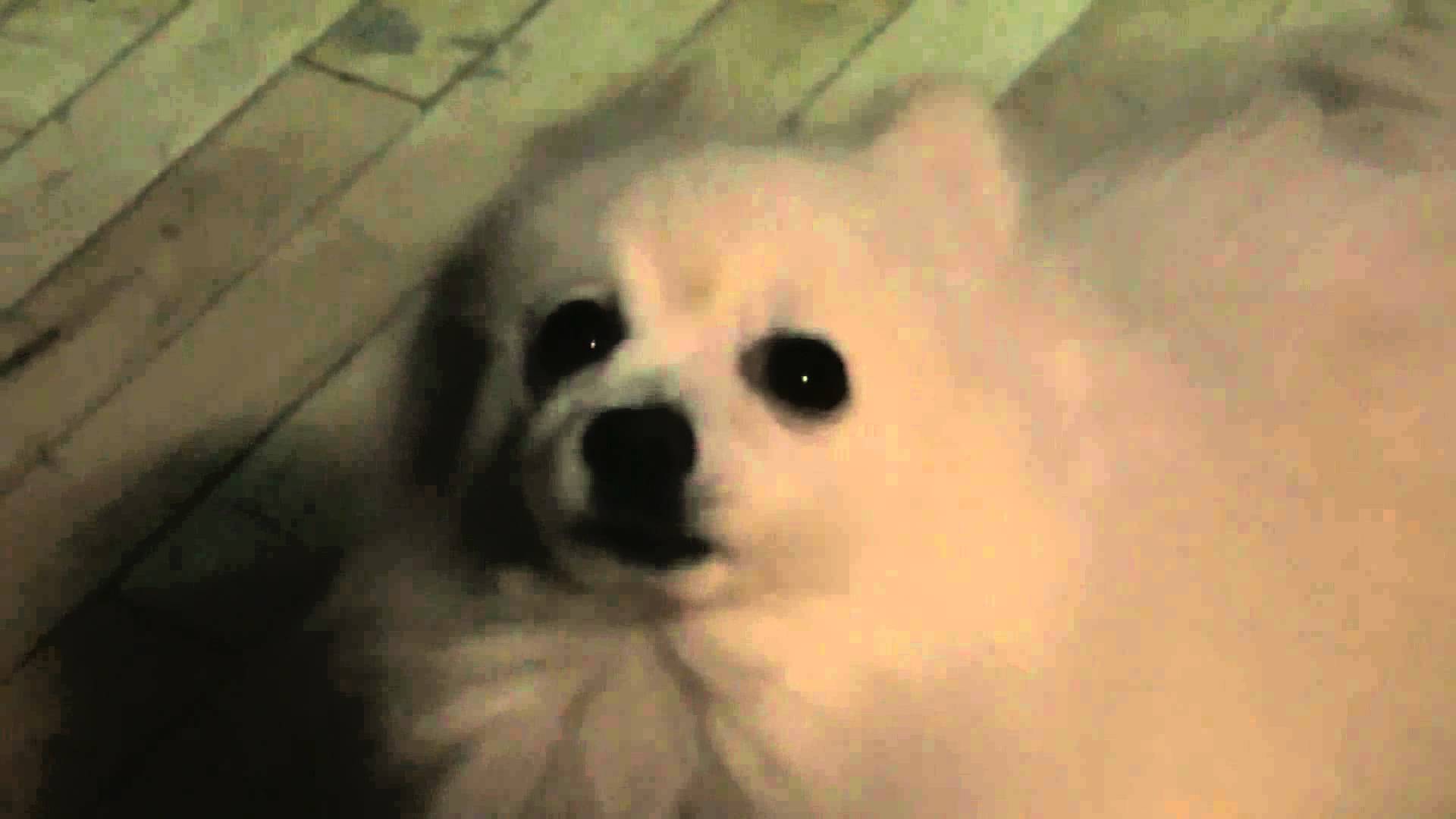 Rip Gabe The Dog - Gabe The Dog Gifs (#1781226) - HD Wallpaper ...