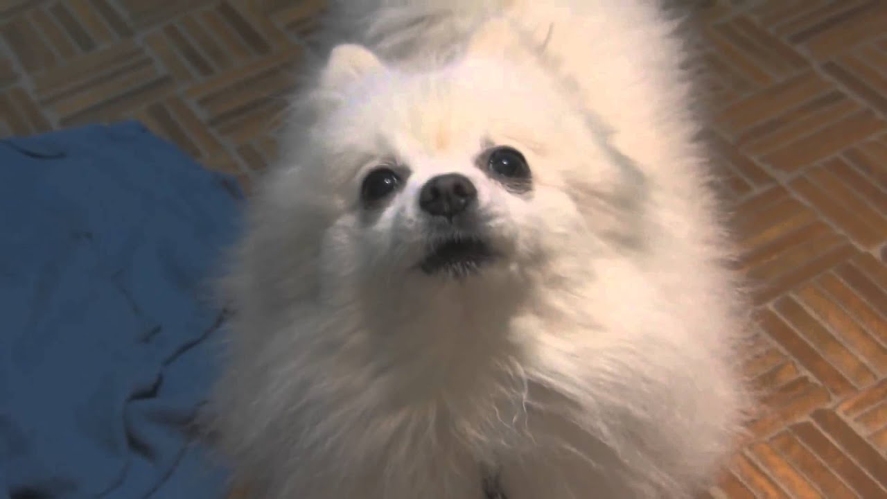 Gabe Videos & Friends - Gabe The Doggo Bork Gifs (#1781295) - HD ...