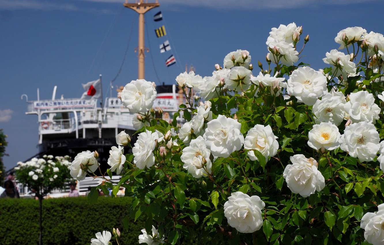 Photo Wallpaper The Sky, Flowers, Shore, Ship, Bush, - Garden Roses ...