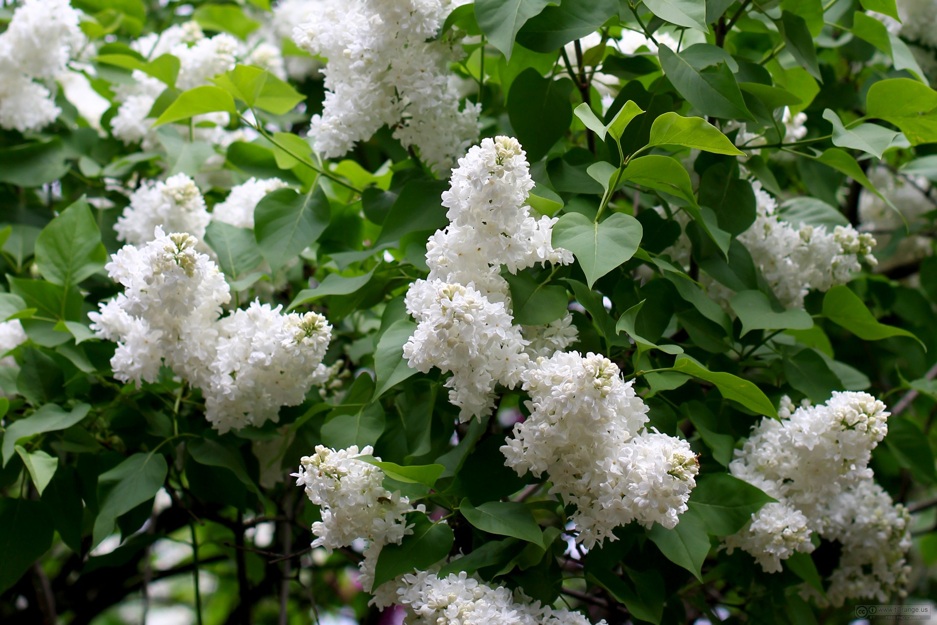 White Lilac Bush (#1790394) - HD Wallpaper & Backgrounds Download