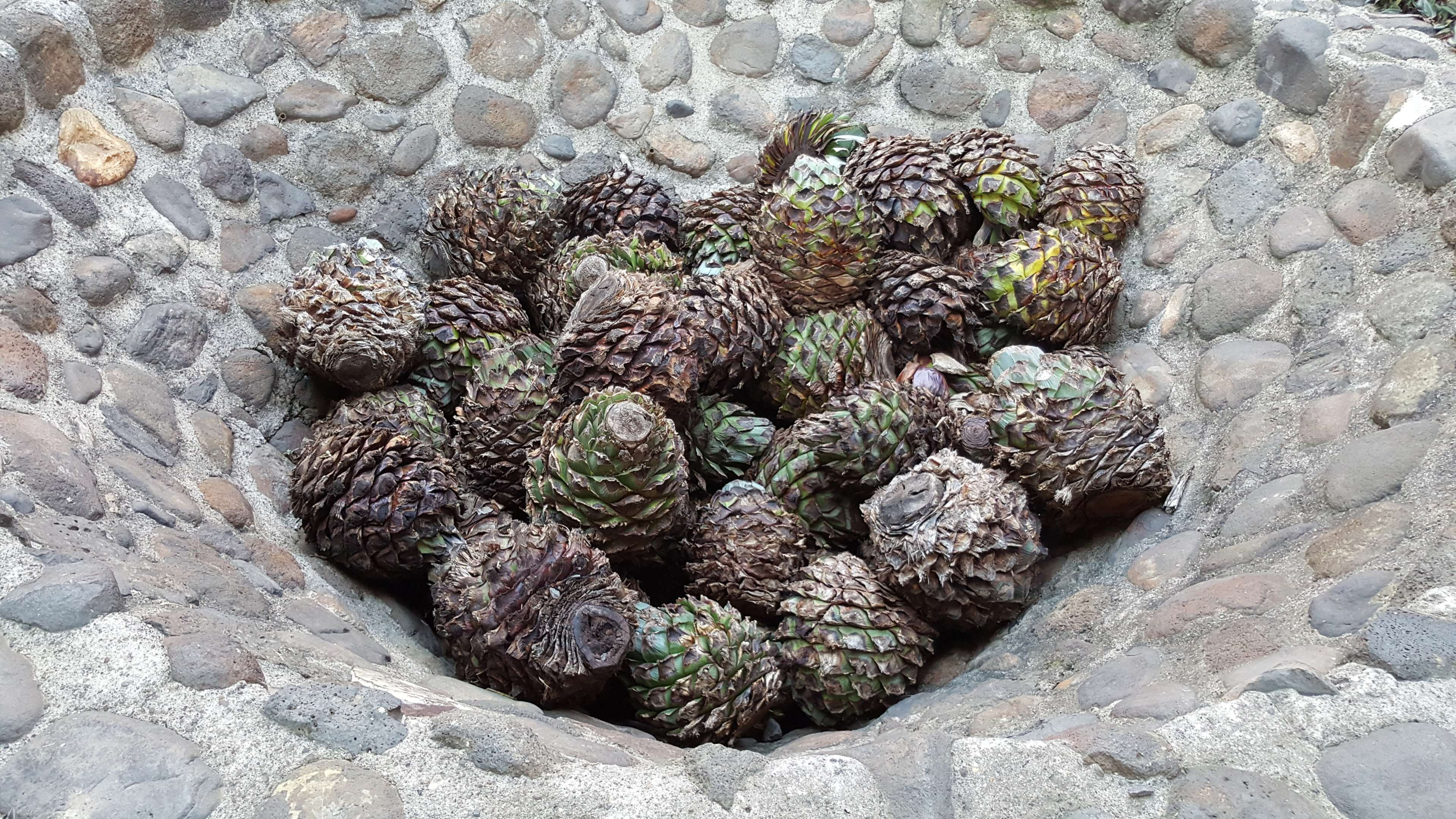 Agave, Jose Cuervo, Mexico, Tequila, No People, Day, - Pond Pine ...