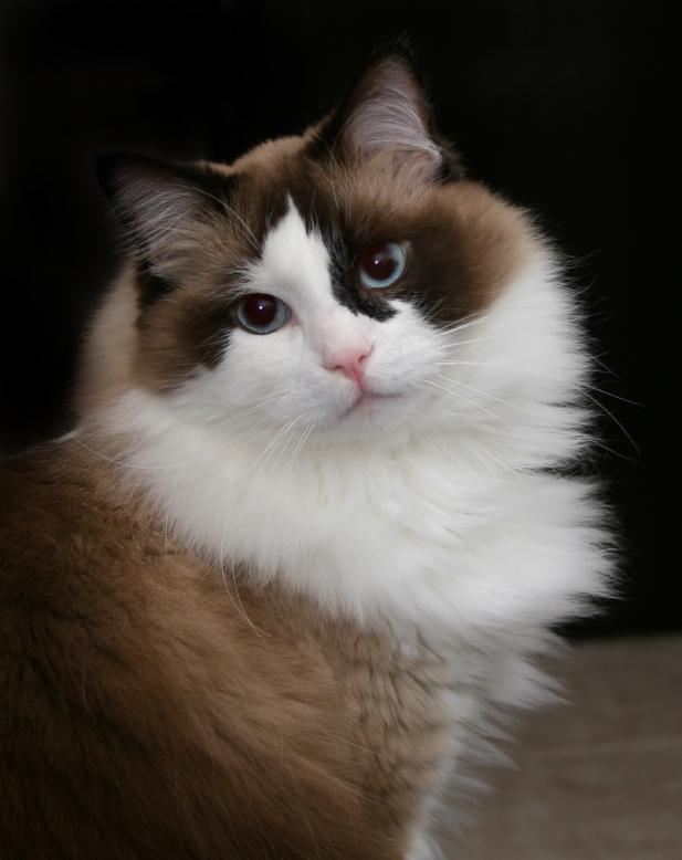 Animals Ragdoll Cat Latest Photo Download - Ragdoll Cat Brown Eyes ...