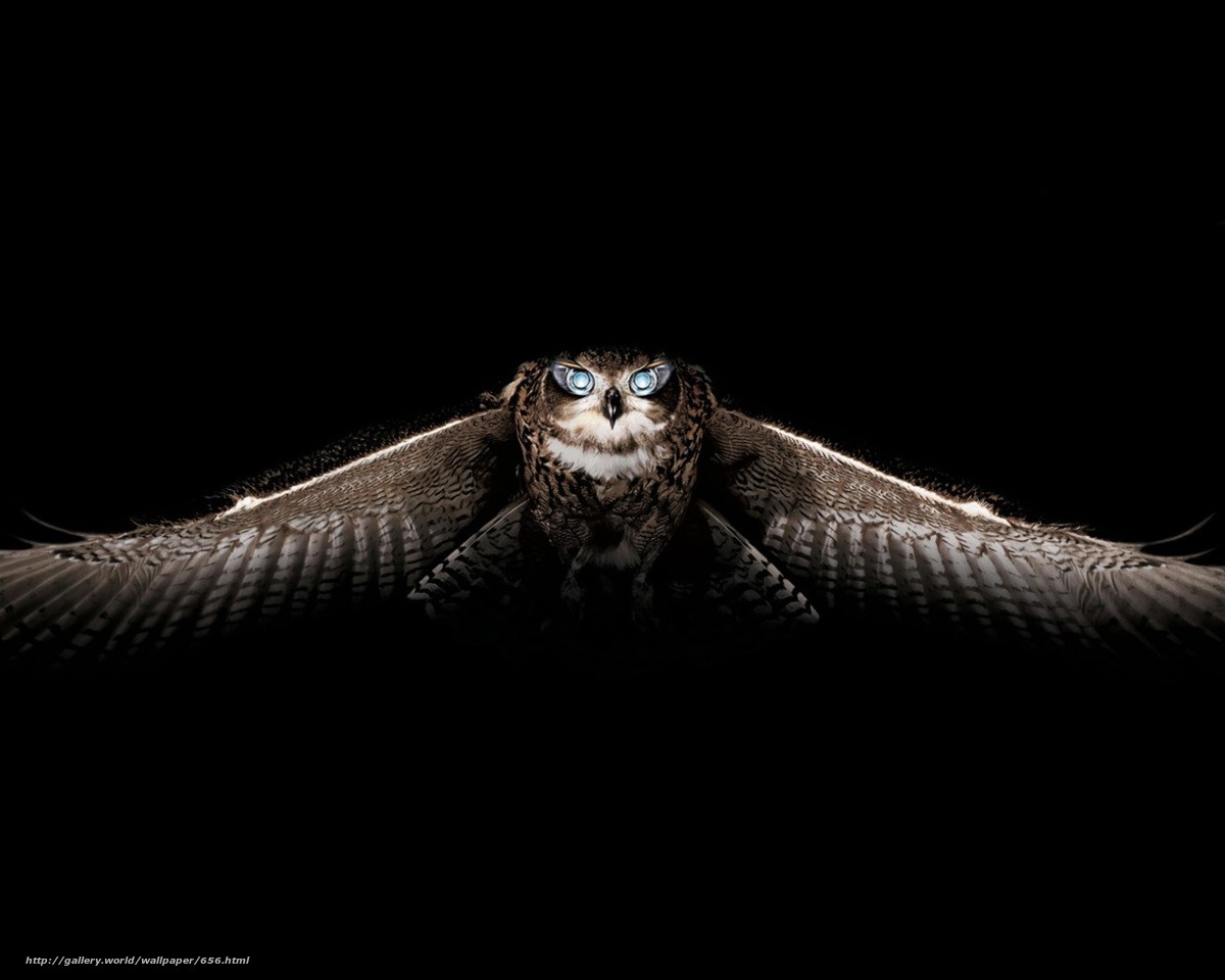 Vuelo Del Buho - Owl In The Dark Flying (#185920) - HD Wallpaper ...