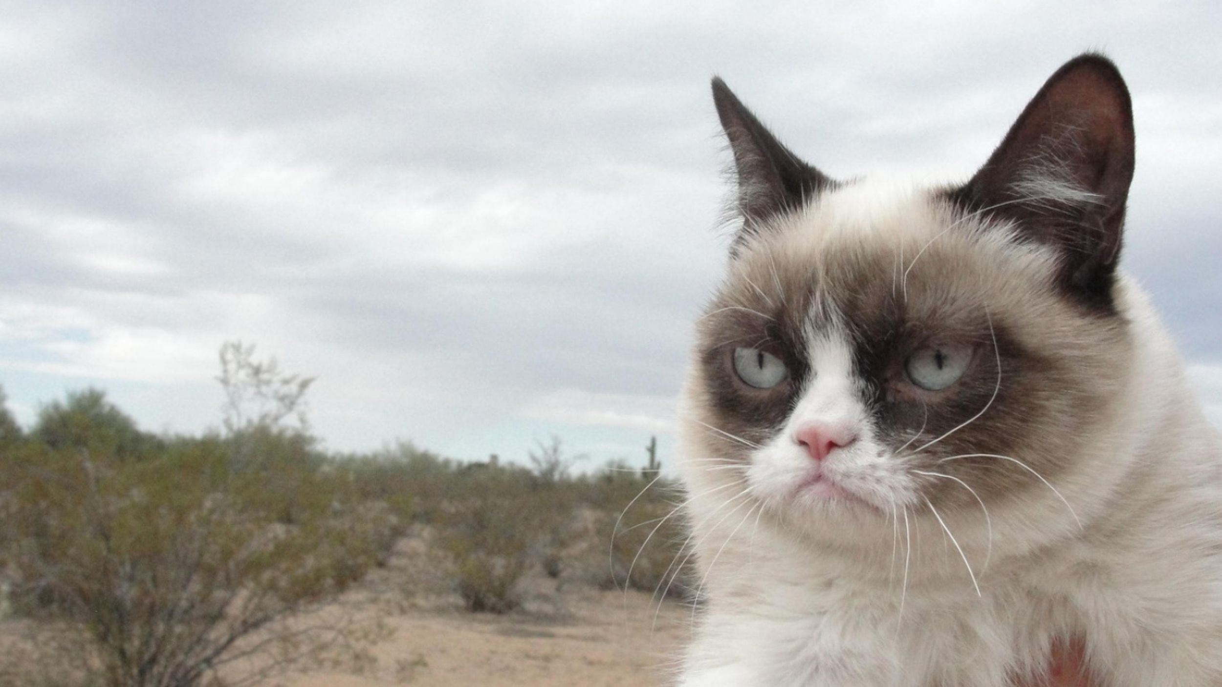 Grumpy Cat Wallpaper For Pc Full Hd Pictures - Grenade Beverage Grumpy ...