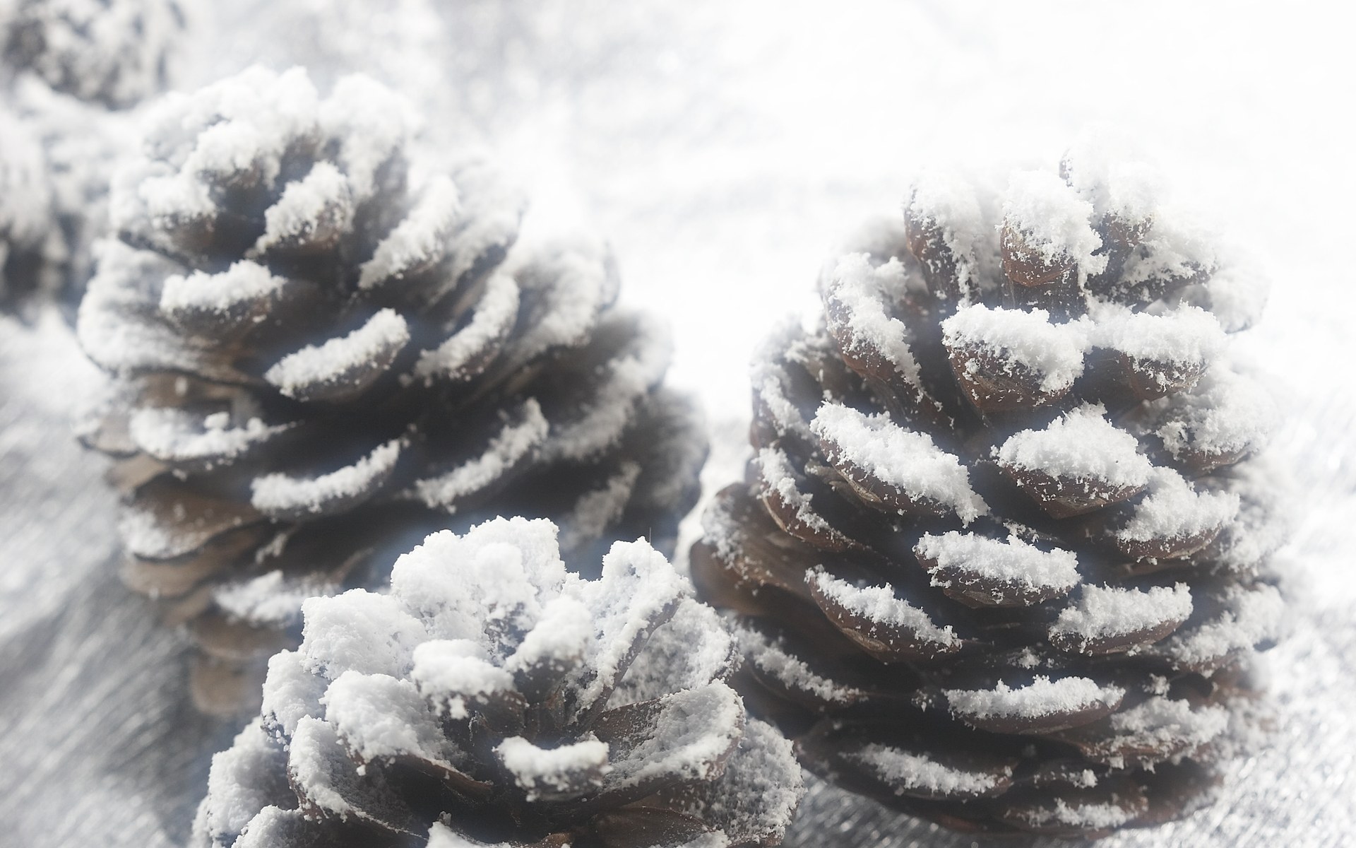 Twitter Headers Snow