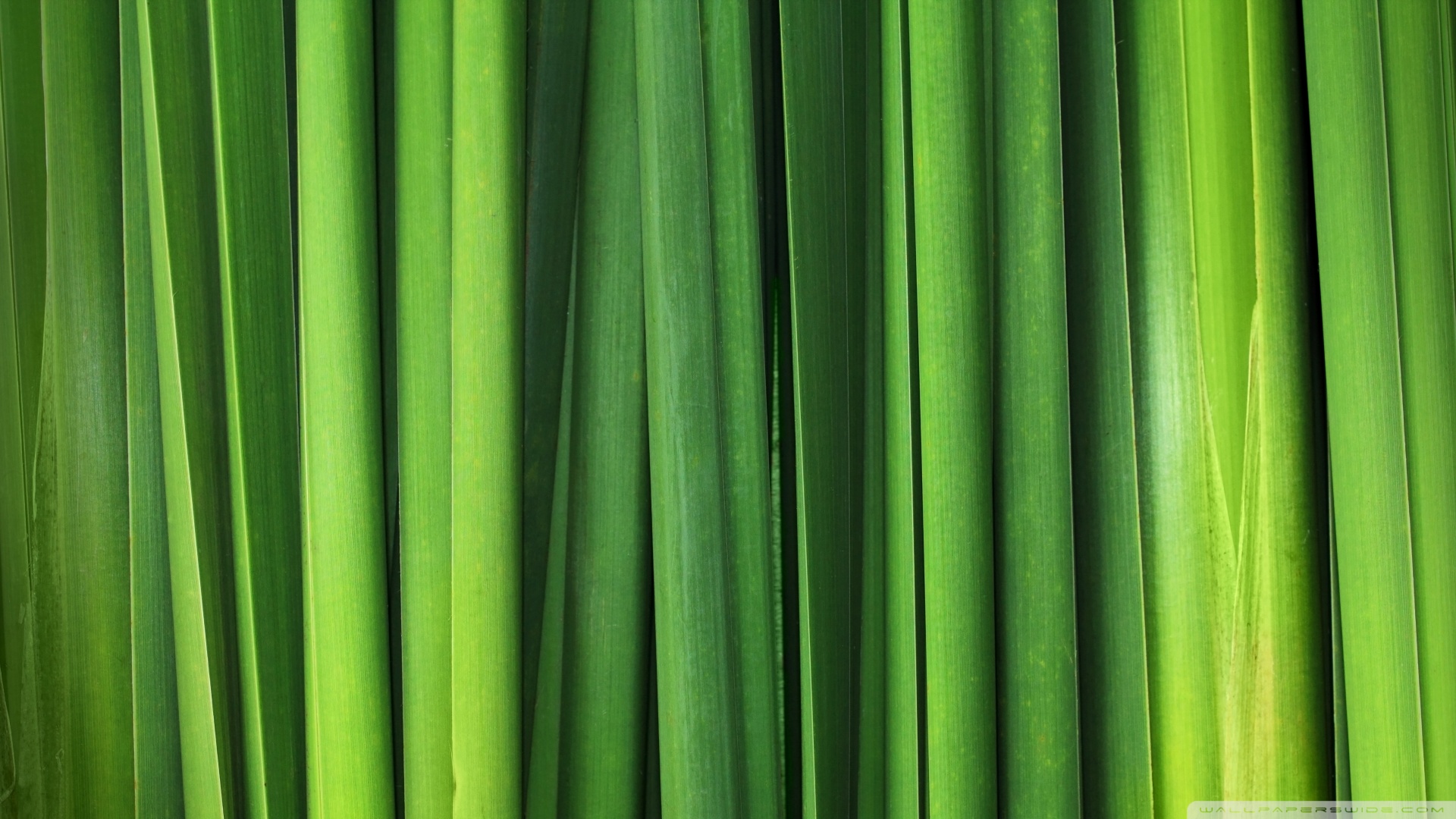 Hd 16 - - Grass Blade Texture (#1846961) - HD Wallpaper & Backgrounds ...
