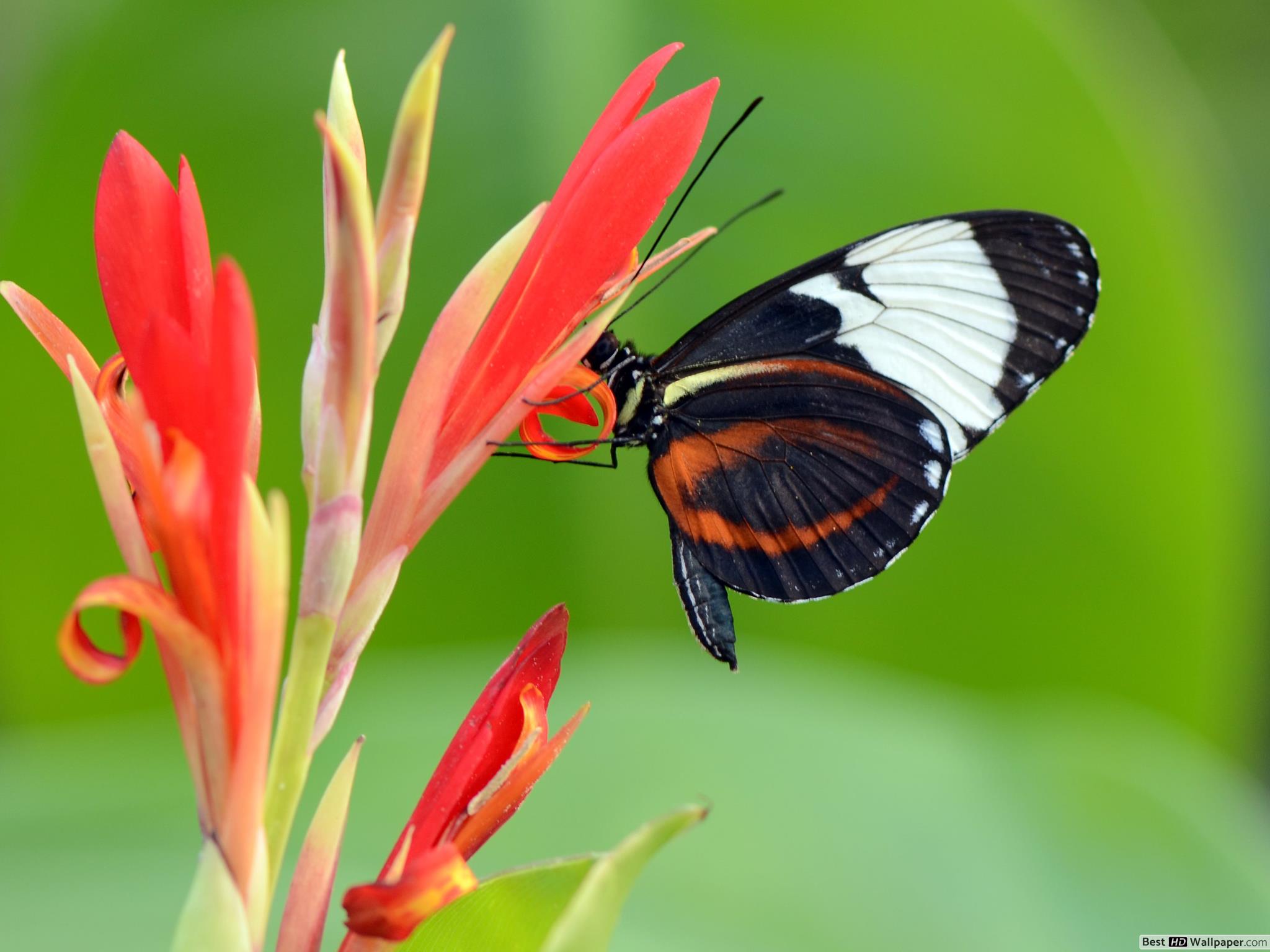 Butterfly Hd Wallpaper Download - Fond D Ecran Papillon (#1853378) - HD ...
