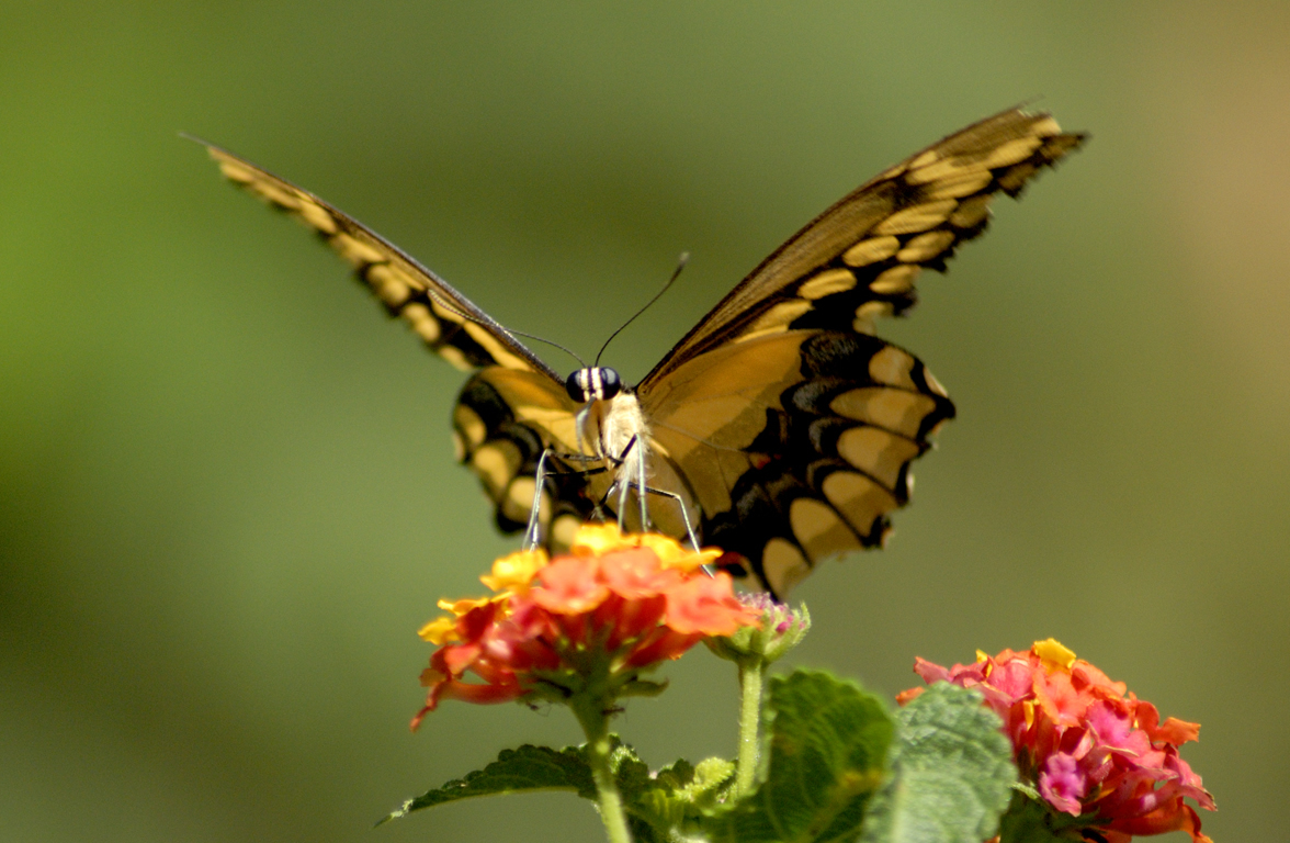 Butterfly Forward (#1853690) - HD Wallpaper & Backgrounds Download
