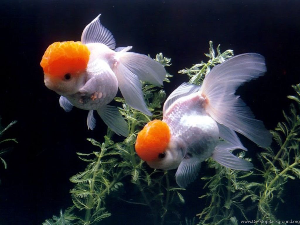 Gold Fish Wallpaper - Golden Fish Wallpapers Desktop (#1858423) - HD ...