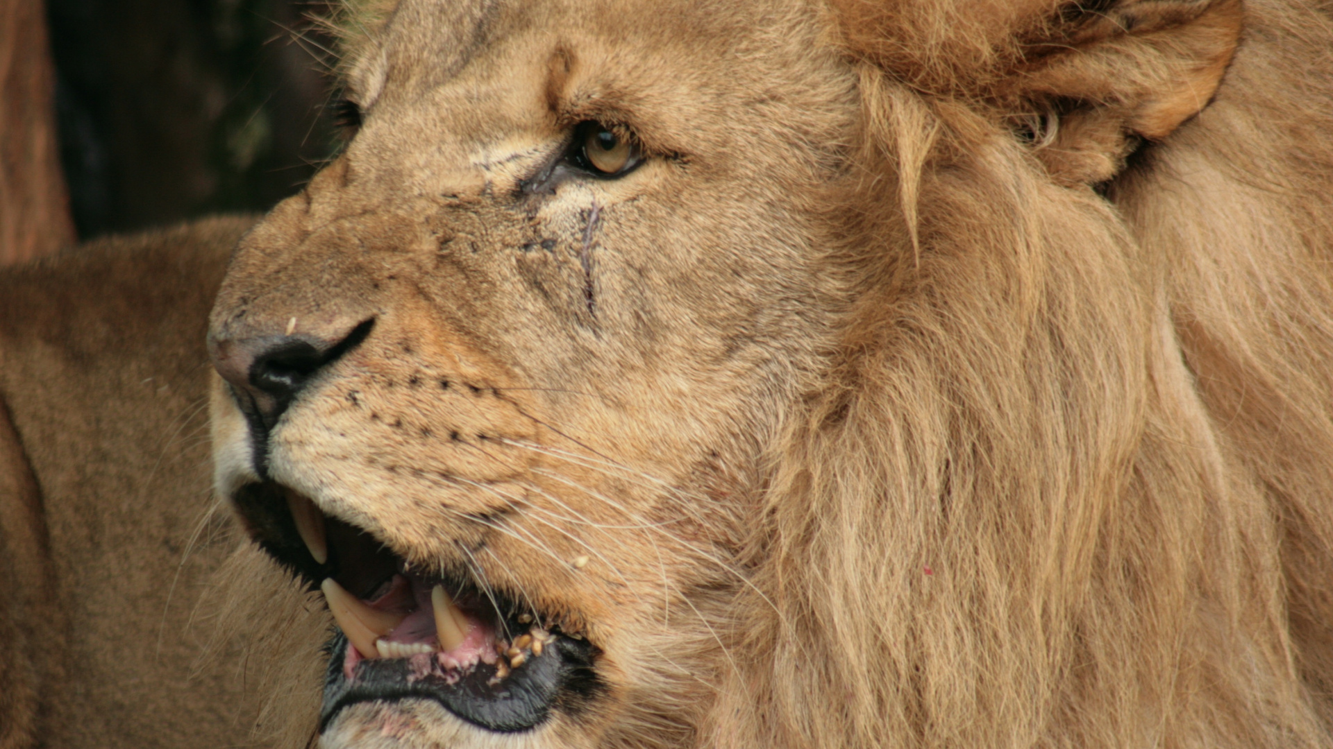 Download Wallpaper Angry Lion, Muzzle, Fur, Predator - Masai Lion On ...