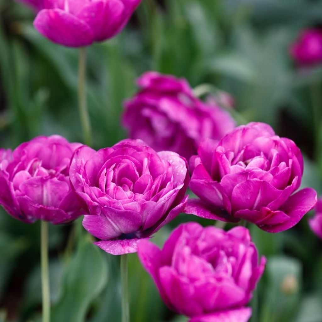 Colorful Spring Wallpapers 29 Colorful Spring Wallpapers - Love You ...