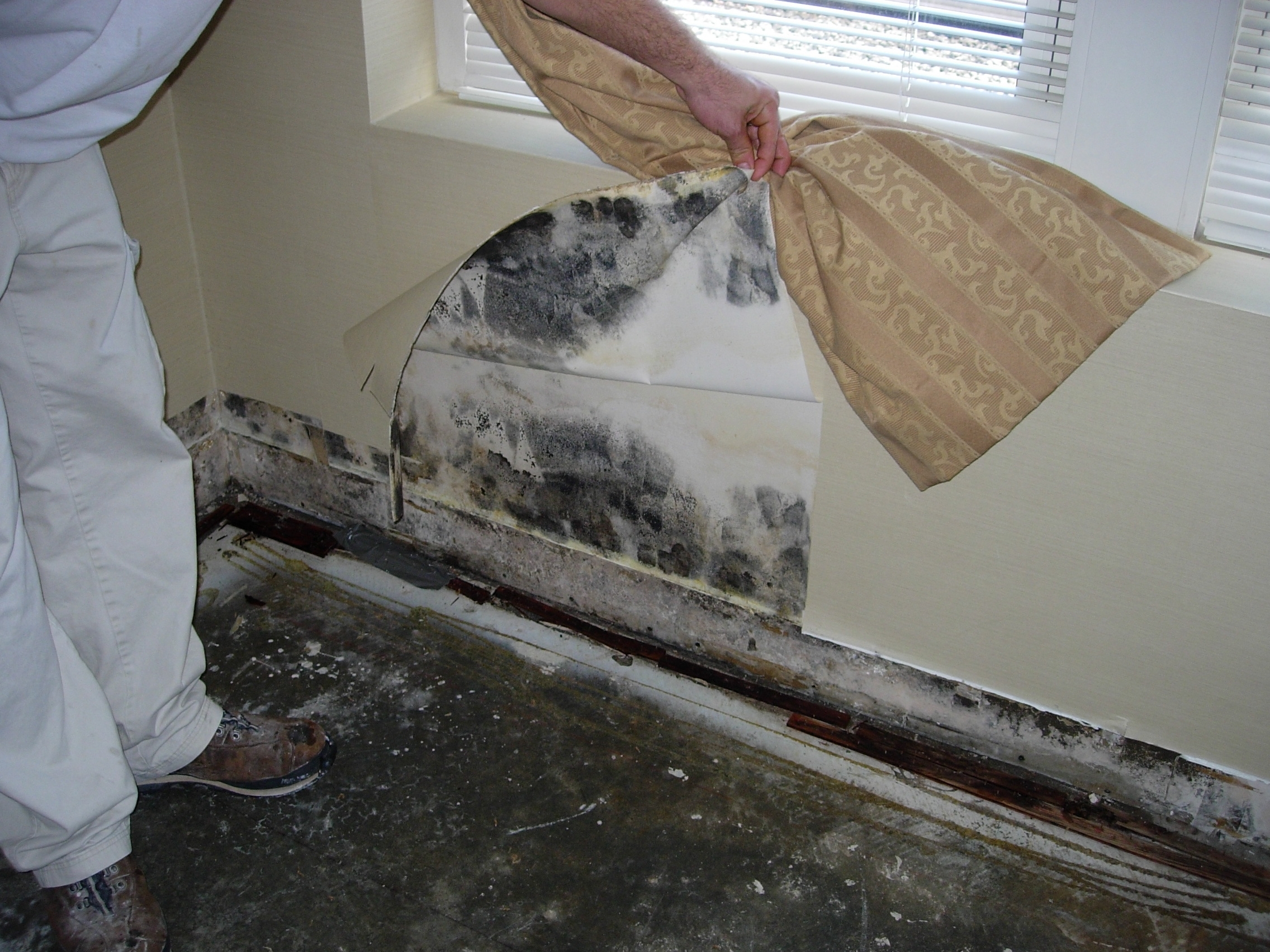Health Effects Of Mold - Mold Infestation (#1881667) - HD Wallpaper ...