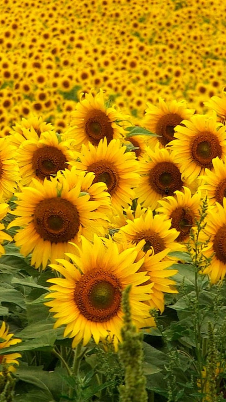 Related Sunflower Wallpaper - Sunflower Examples (#1885231) - HD ...