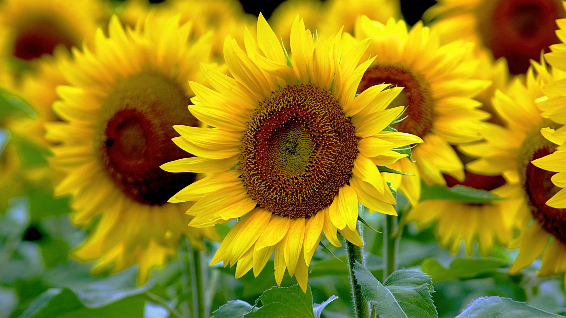 Sunflower Hd Wallpapers Free Download - Sunflower Hd (#1885704) - HD ...