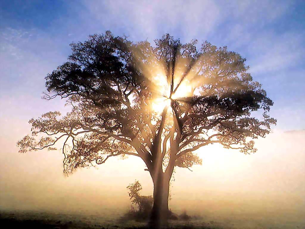 Tree Of God (#1886020) - HD Wallpaper & Backgrounds Download