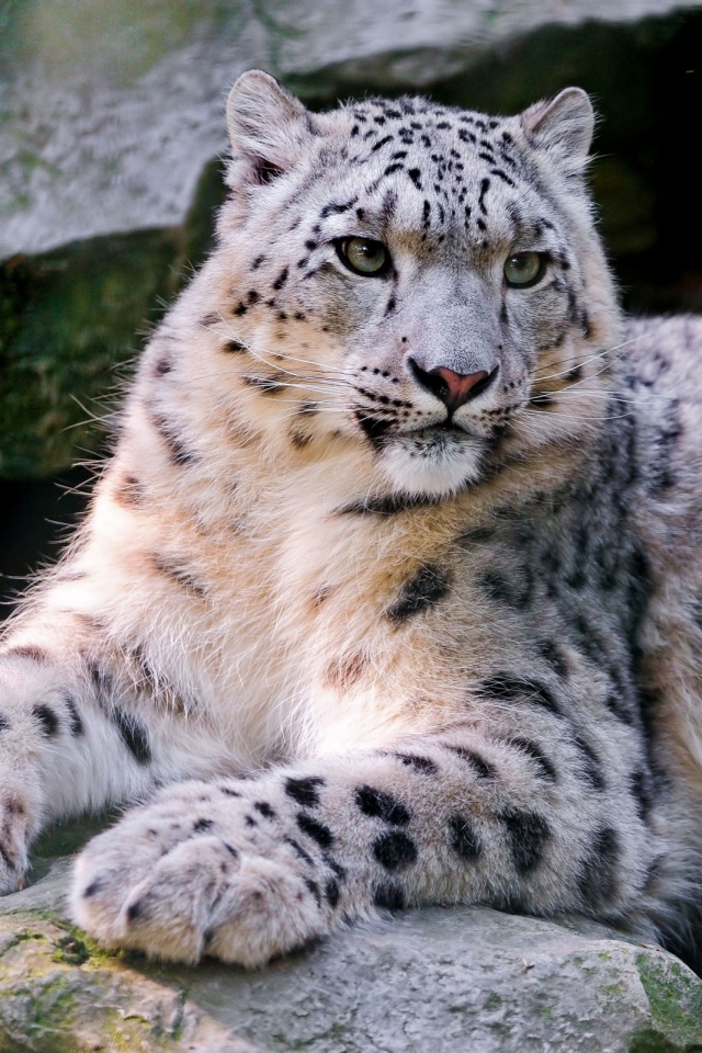 Download Now - Snow Leopard Iphone Background (#1887140) - HD Wallpaper ...
