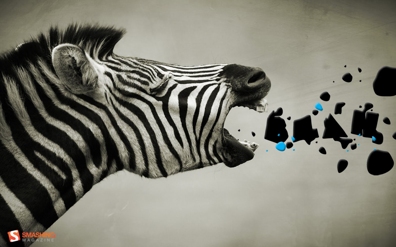 Funny Zebra Face Desktop Wallpaper - Zebra 4k (#1889038) - HD Wallpaper ...