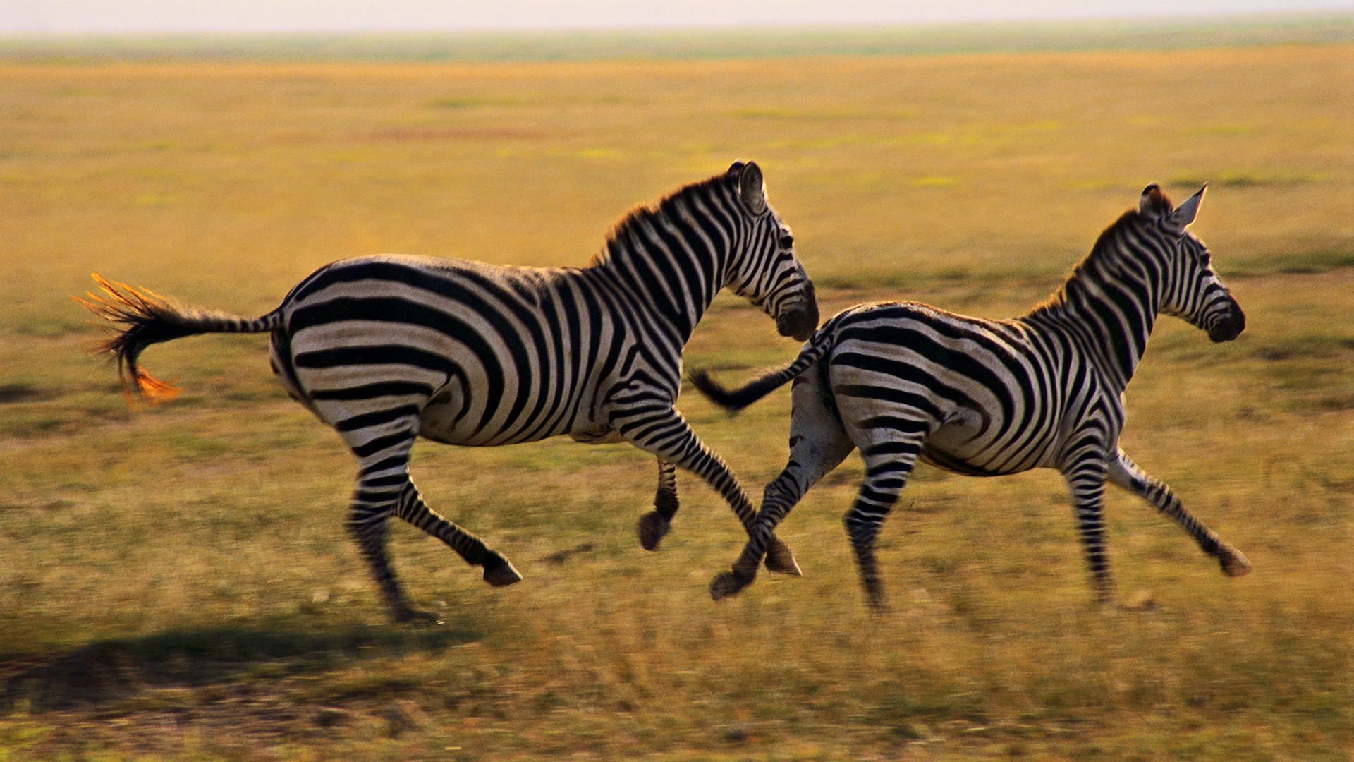 Zebra Backgrounds Desktop Download - Slike Zebra (#1889295) - HD ...