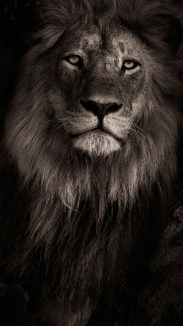 Lion Wallpaper Iphone 7 Rehare