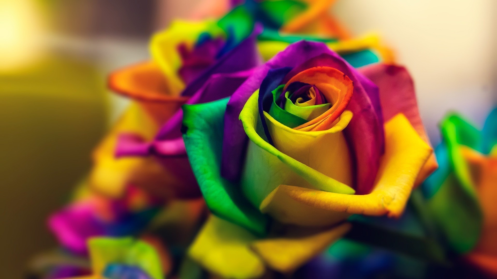 Rainbow Rose Wallpaper Hd (#1925875) - HD Wallpaper & Backgrounds Download