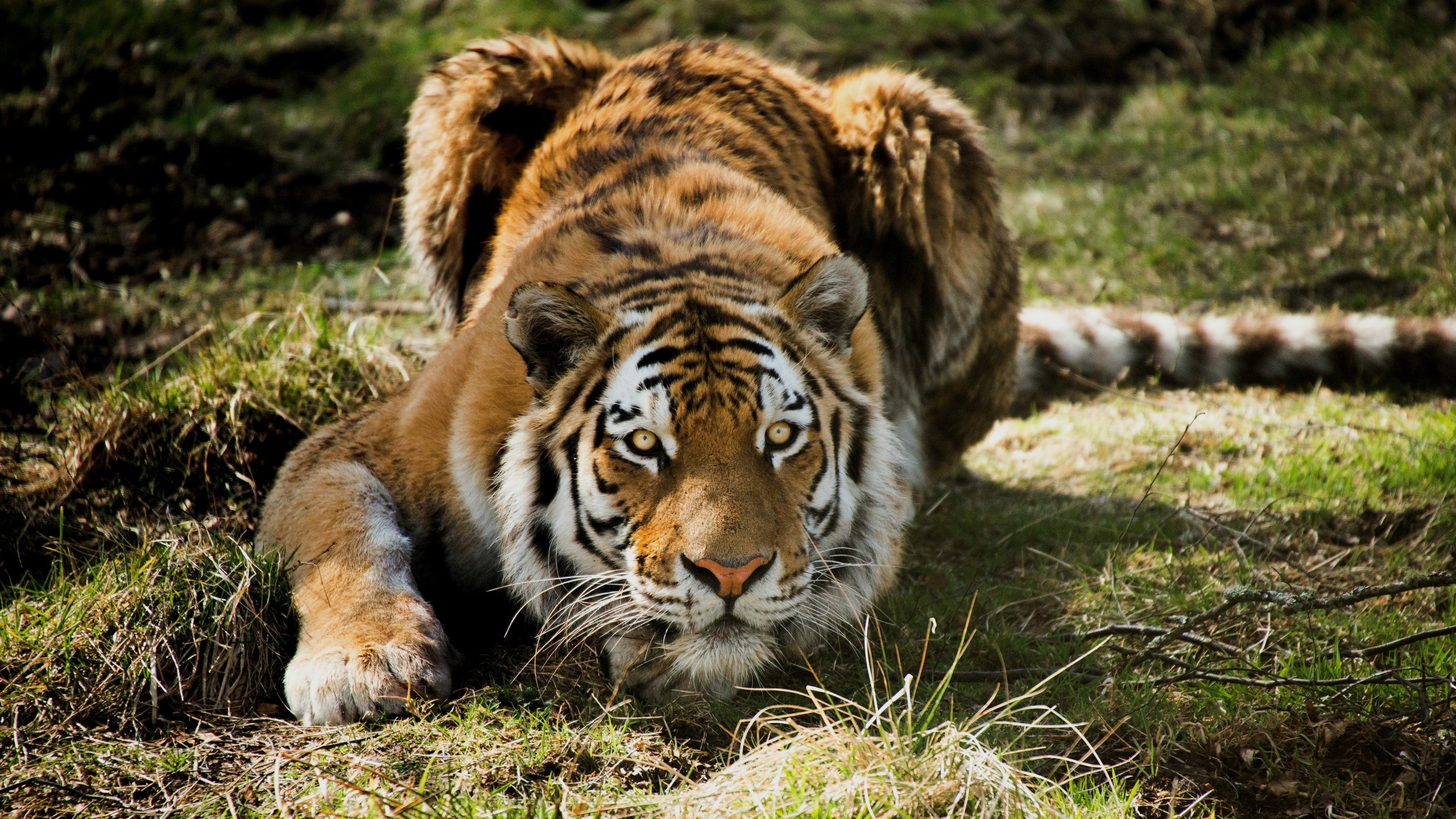 Tiger Hunting (#1932979) - HD Wallpaper & Backgrounds Download
