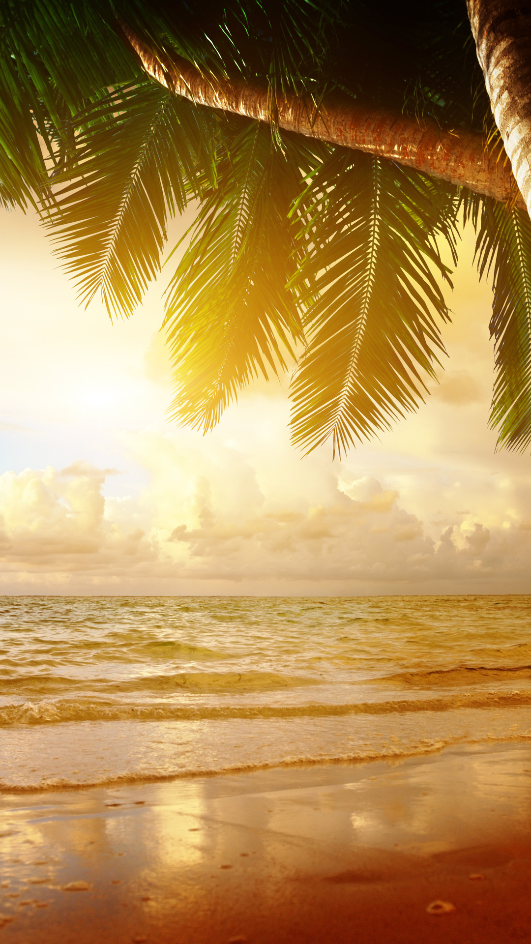 Sea, Palm, Ocean, Tropical, Sunset, Summer, Beach, - High Resolution ...