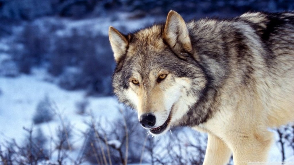 Wolf Hd Desktop Wallpapers - De Lobos Full Hd (#1951985) - HD Wallpaper ...