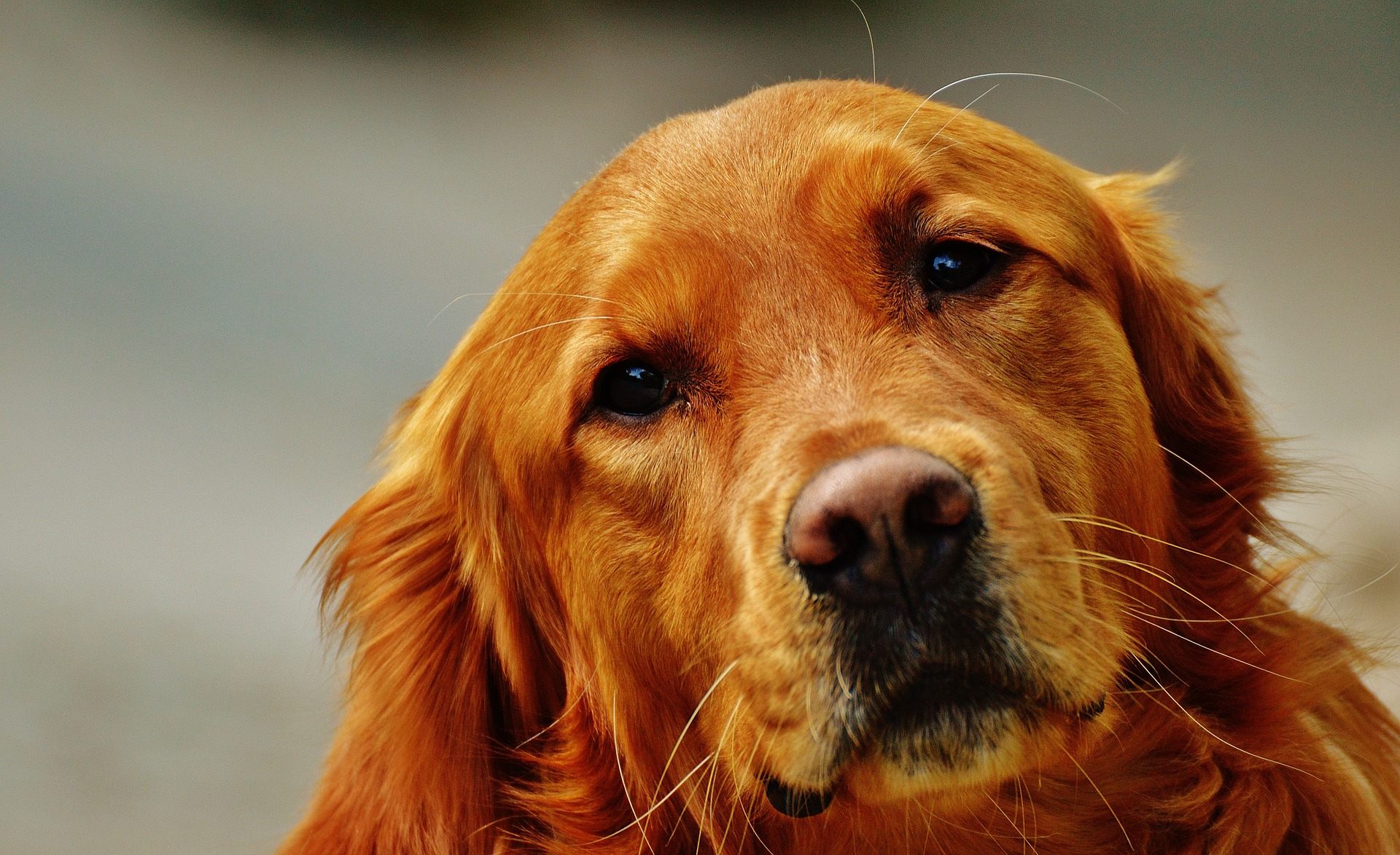 So Sweet Golden Retriever Wallpaper Free Hd Download - Golden Retriever ...
