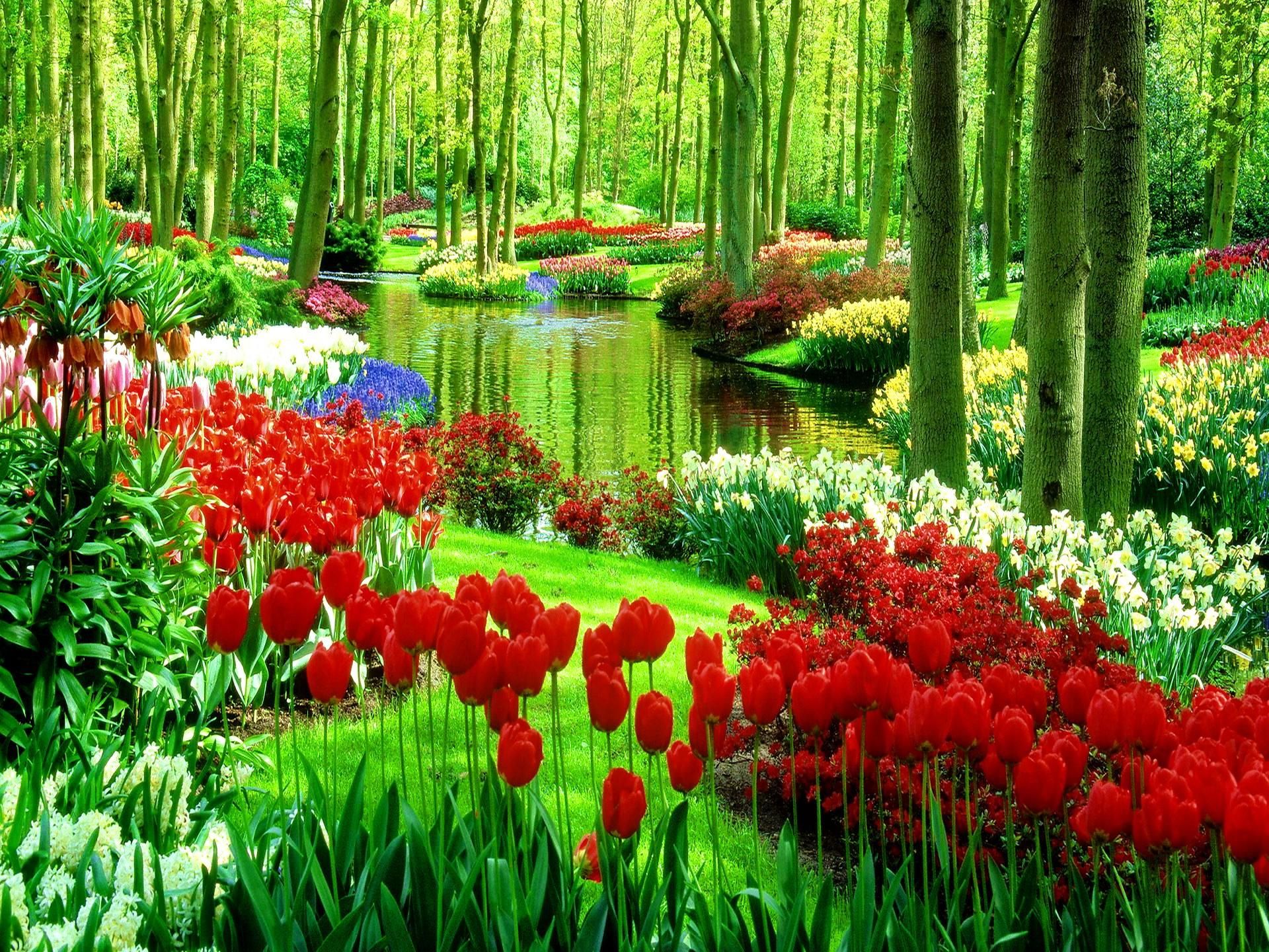 Green Park With Flowers Nature Full Hd Wallpaper - Flower Full Hd ...
