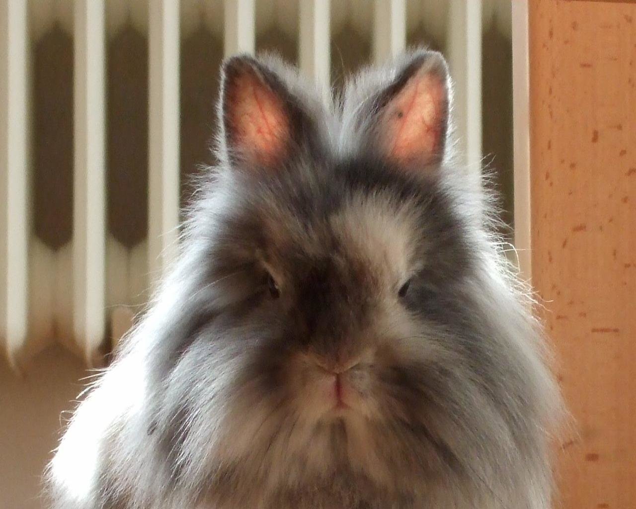 Free Rabbit & Bunny High Quality Wallpaper Id - Angora Rabbit (#2010331 ...