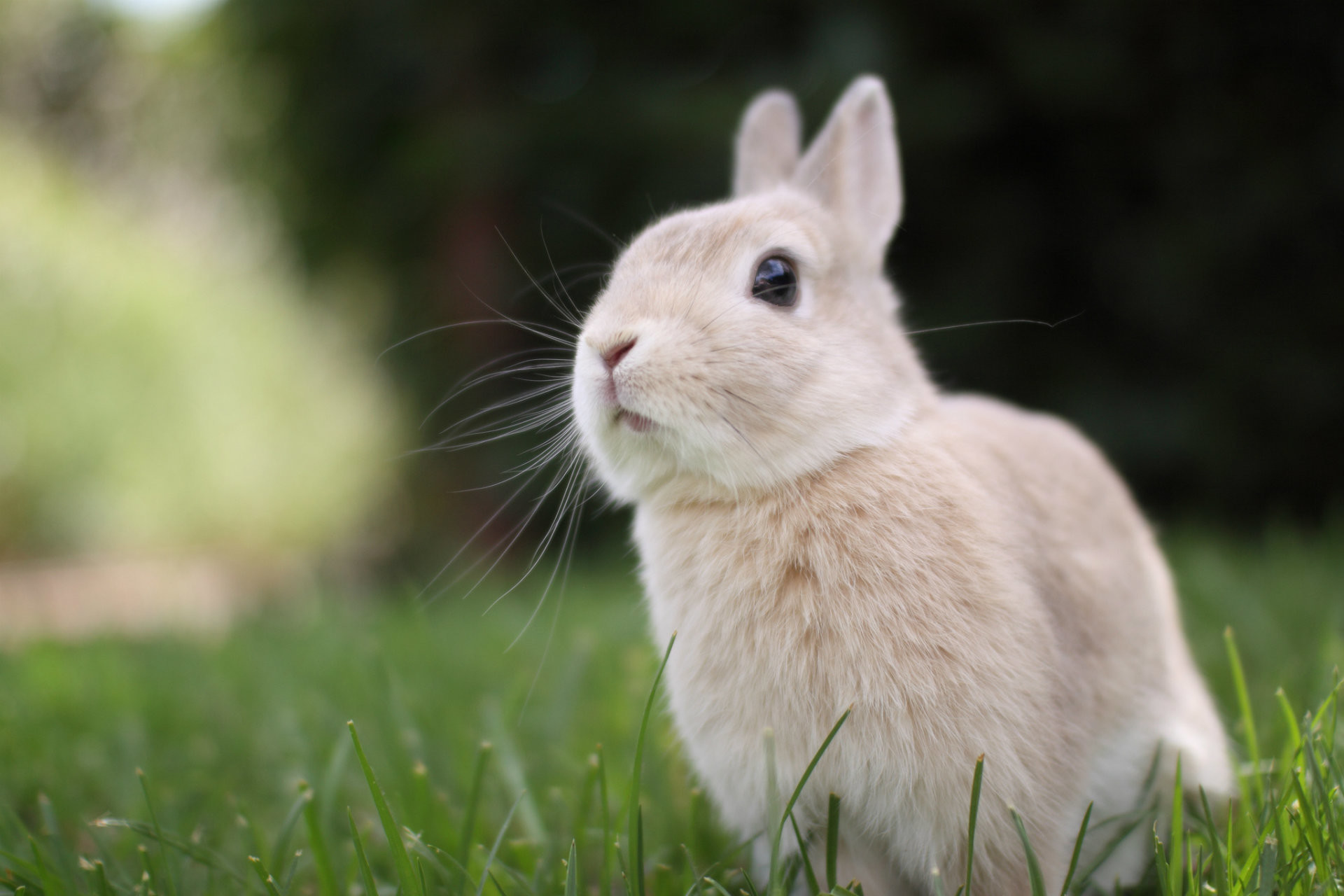 Cute Rabbit Wallpapers - Rabbit Images Hd (#2010428) - HD Wallpaper ...