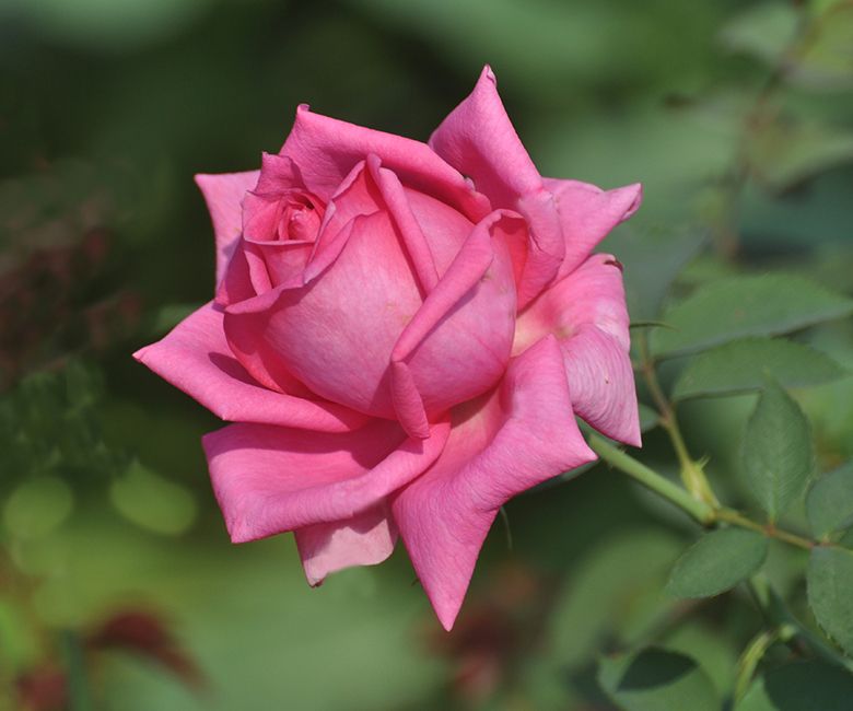 Gulab Ka Phool Wallpaper Check Out Gulab Ka Phool - Ke Phool Gulab Ki ...