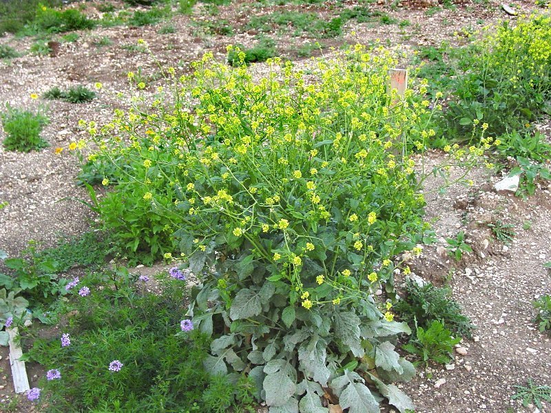Annual B Cabbage, Mustard-weed - Turnip Weed (#2028567) - HD Wallpaper ...