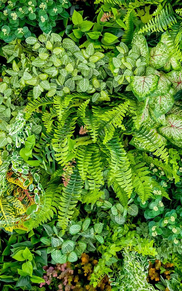 Create A Beautiful Botanical Garden In Your Own Bedroom Vertical Garden 2030040 HD create-a-beautiful-botanical-garden-in-your-own-bedroom-vertical-garden-2030040-hd