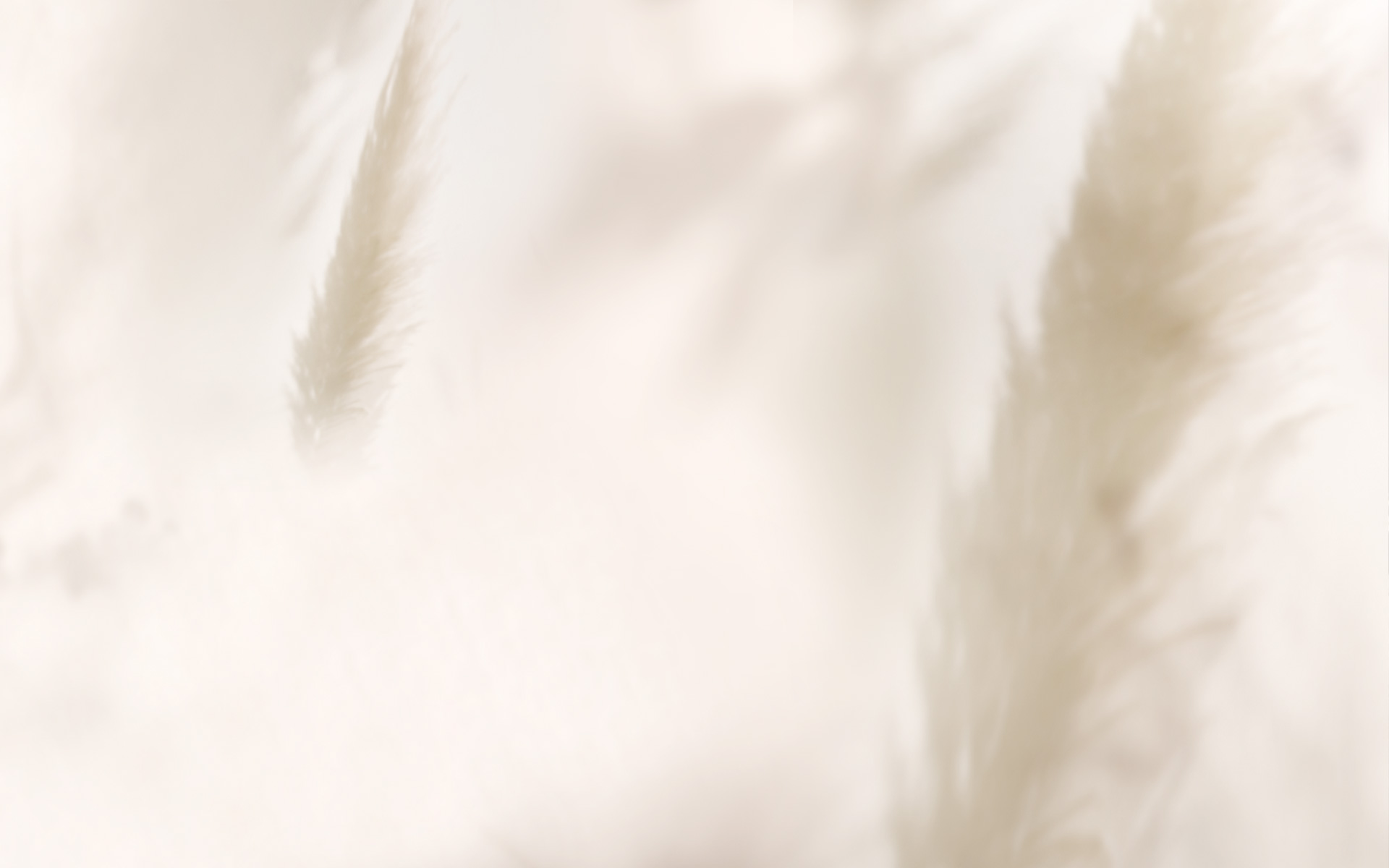 White Feathers Wallpaper - Simple Feathers Background Hd (#2030158 ...